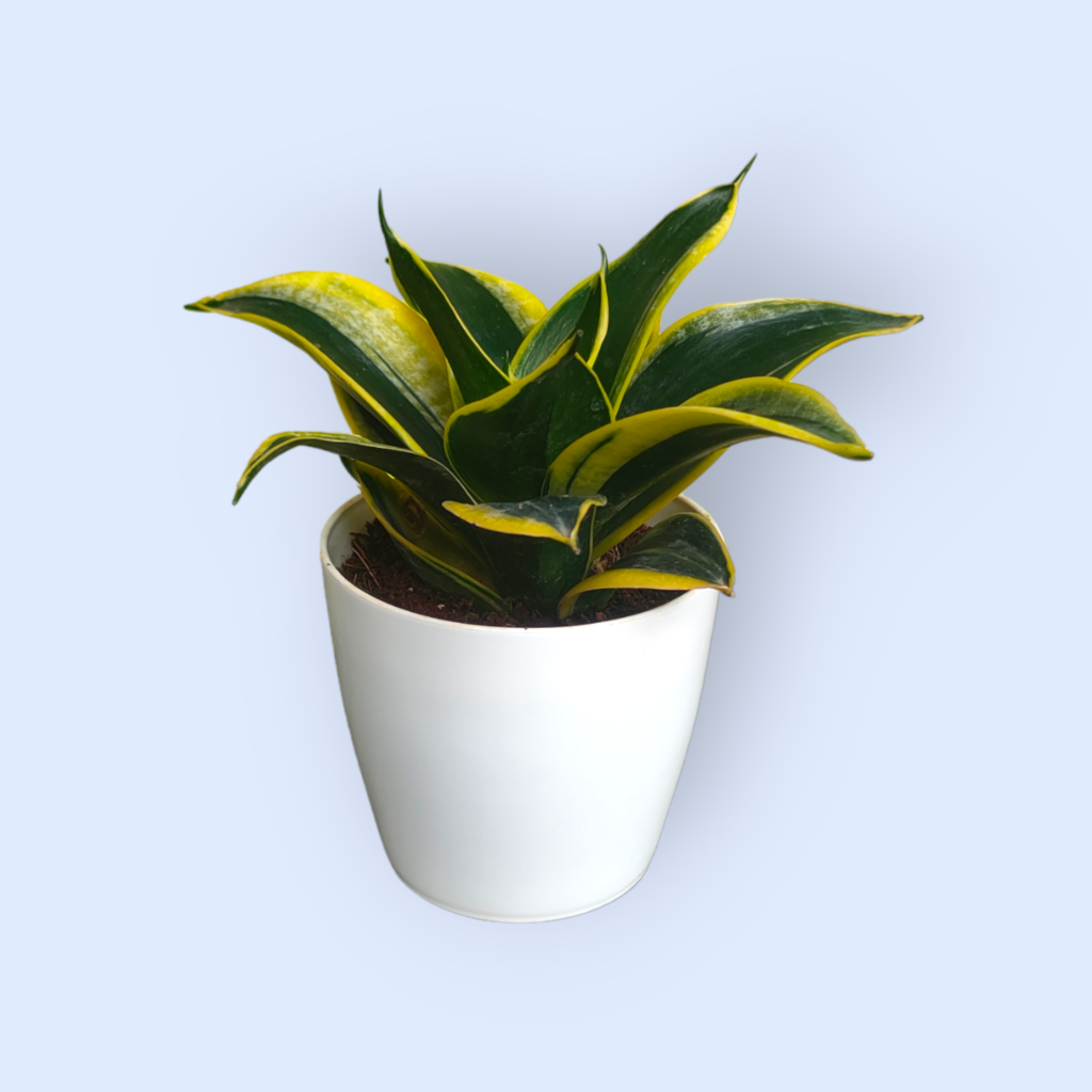 Variegated Snake plants - Mondal Nursery