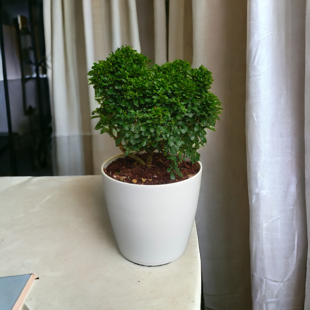 Table Kamini Plants - Mondal Nursery