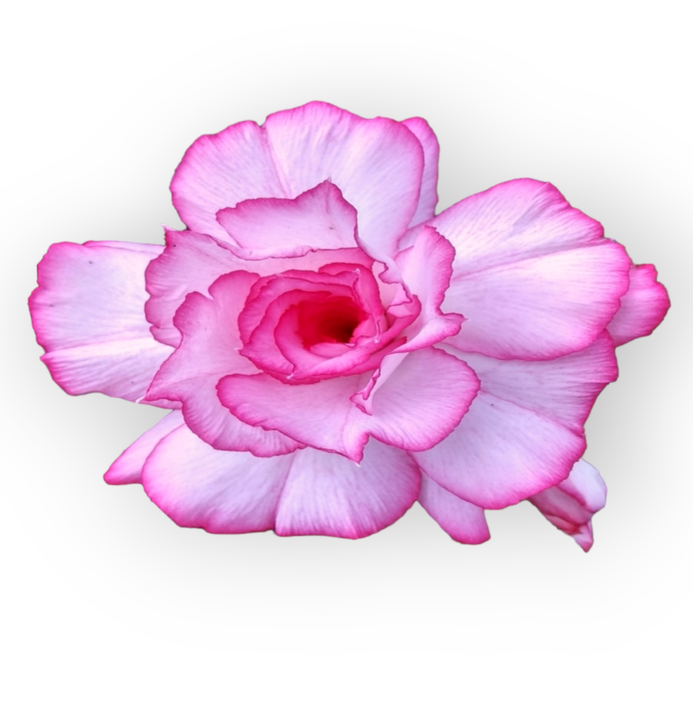 Grafted Adenium Pink - Mondal Nursery