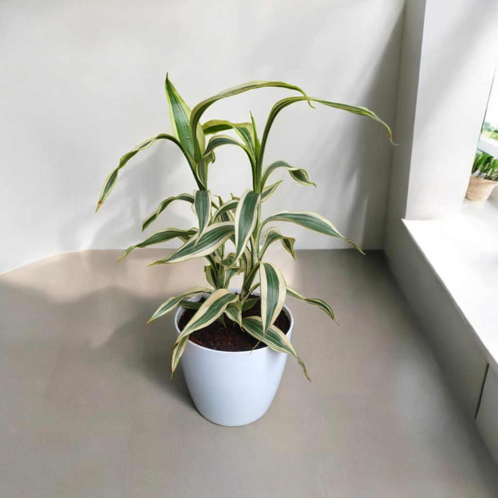 Variegated Soil Bamboo - Mondal Nursery