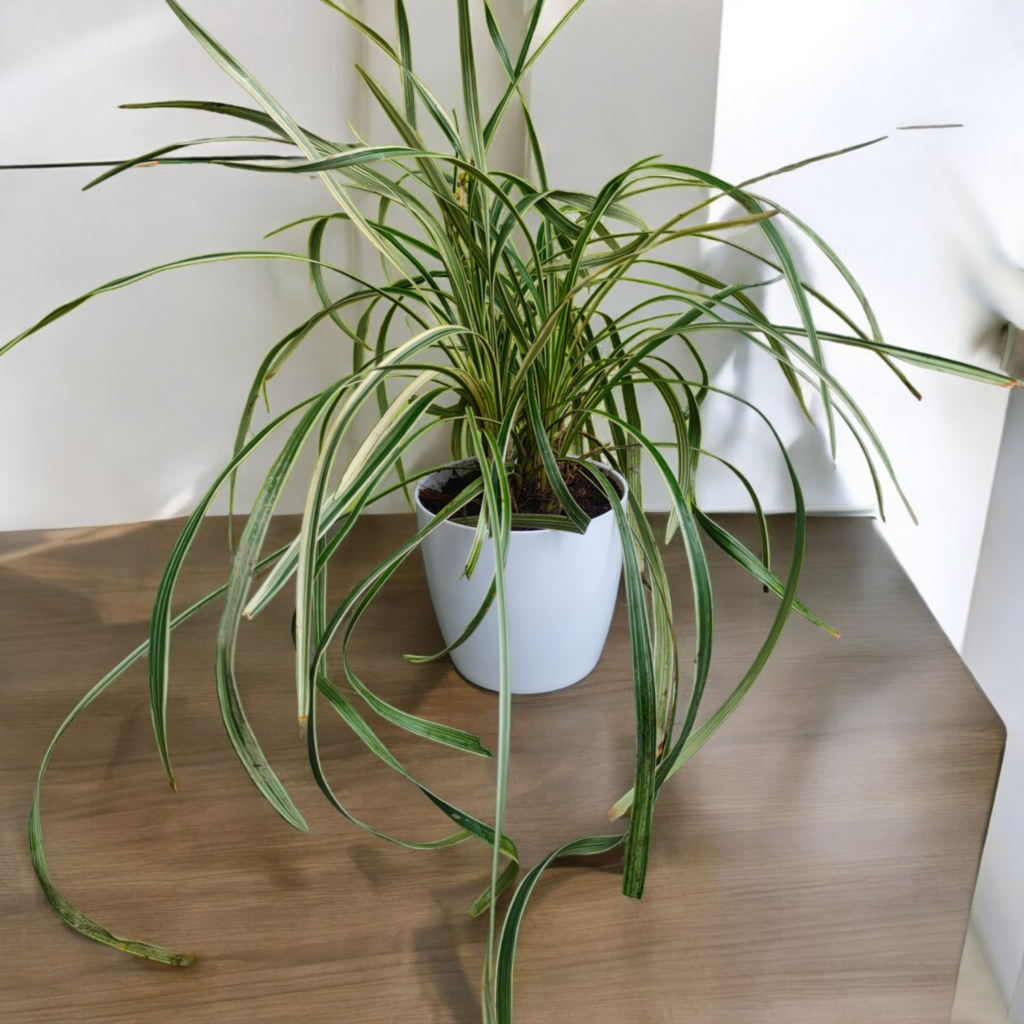 Variegated Grass - Mondal Nursery